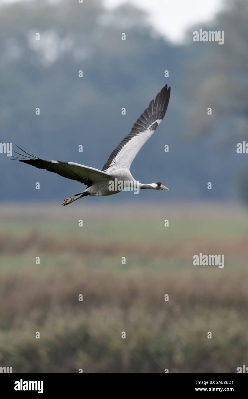 Grus gru common crane hi-res stock photography and images - Alamy
