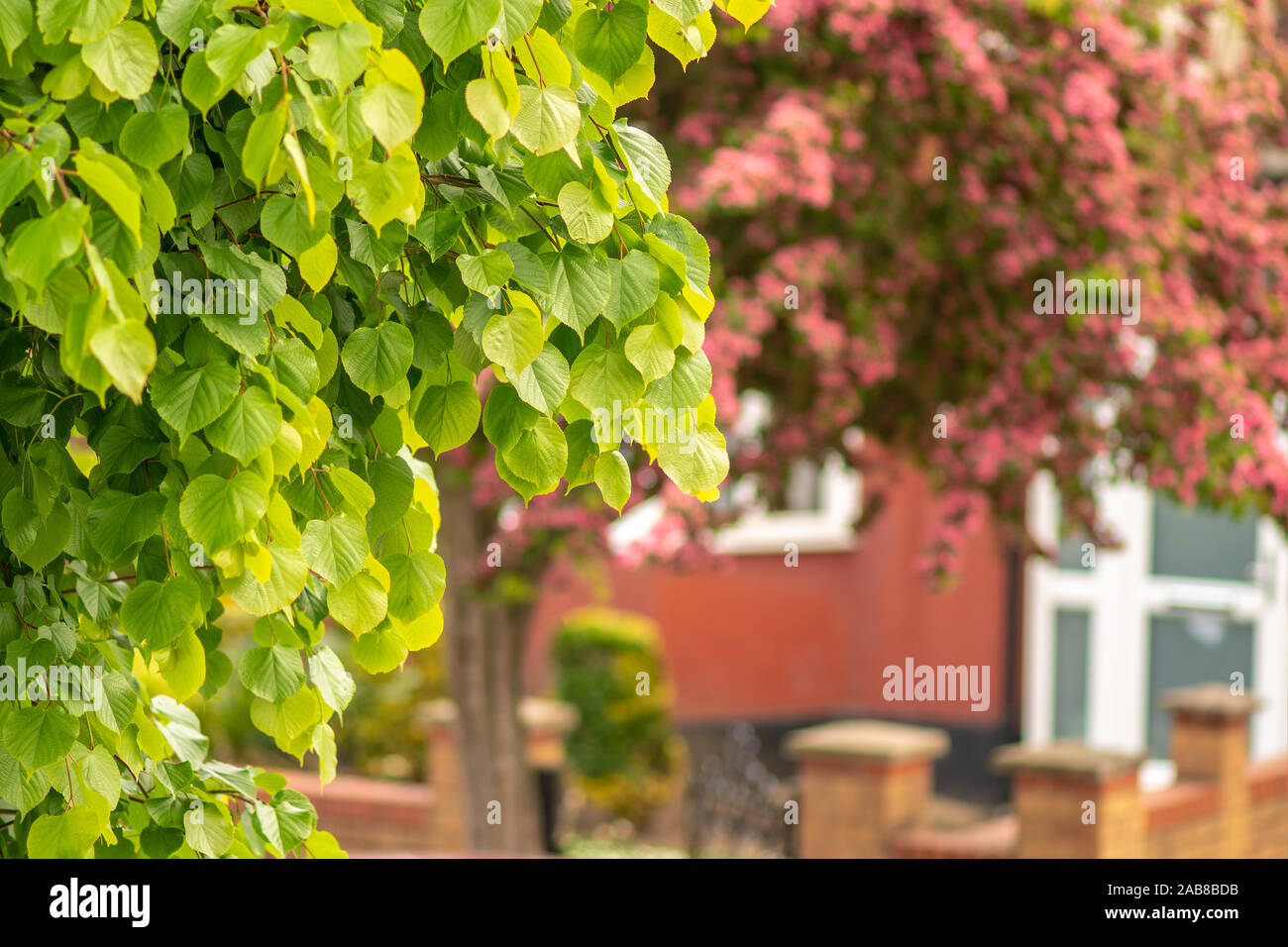 Linden tree on avenue of a green city at spring time Stock Photo - Alamy