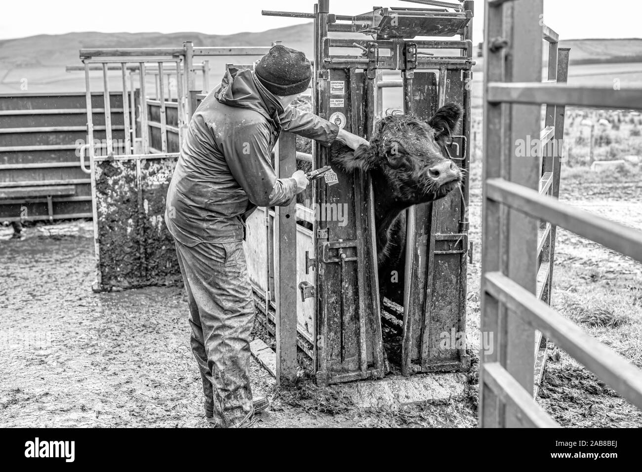 Tb In Cattle High Resolution Stock Photography and Images - Alamy