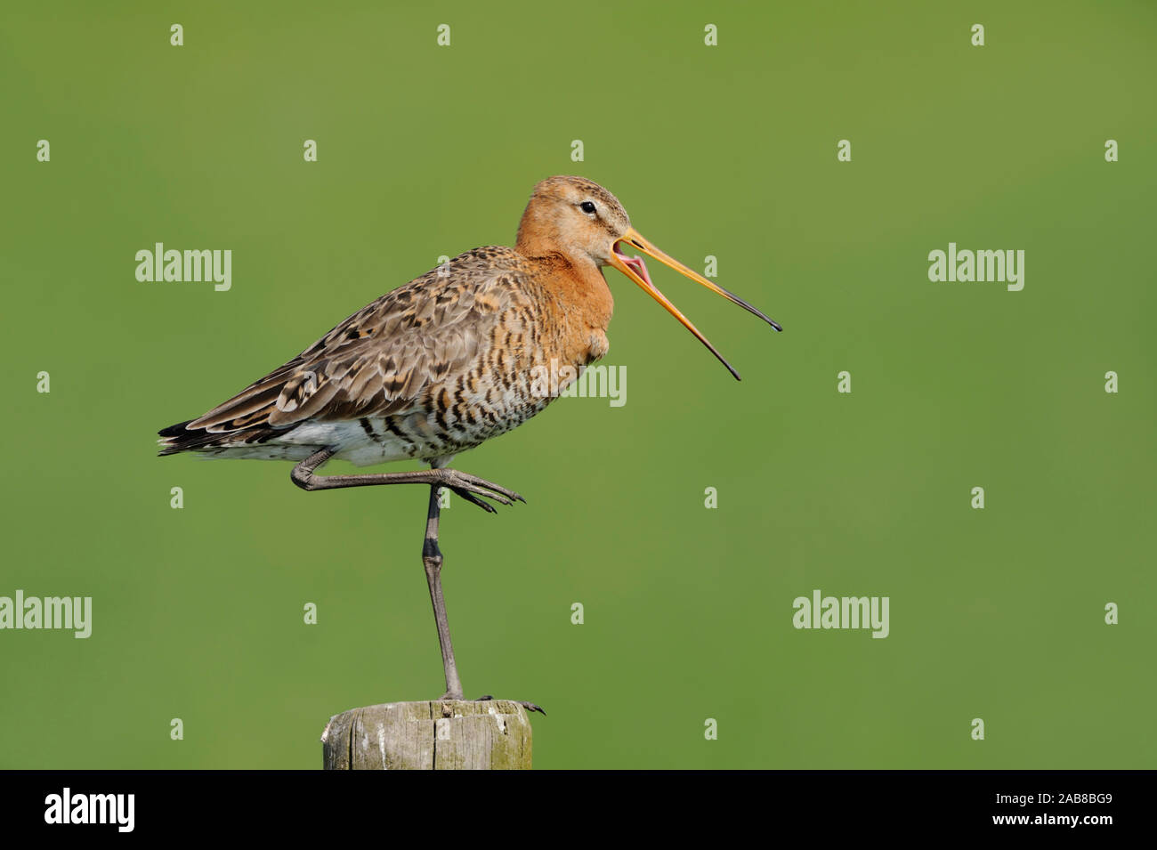 Beak fencing hi-res stock photography and images - Alamy