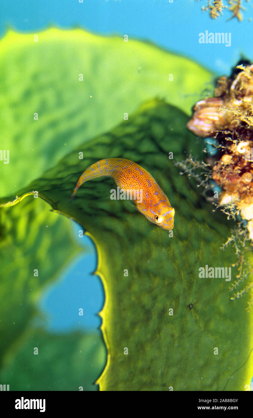 Red clingfish hi-res stock photography and images - Alamy