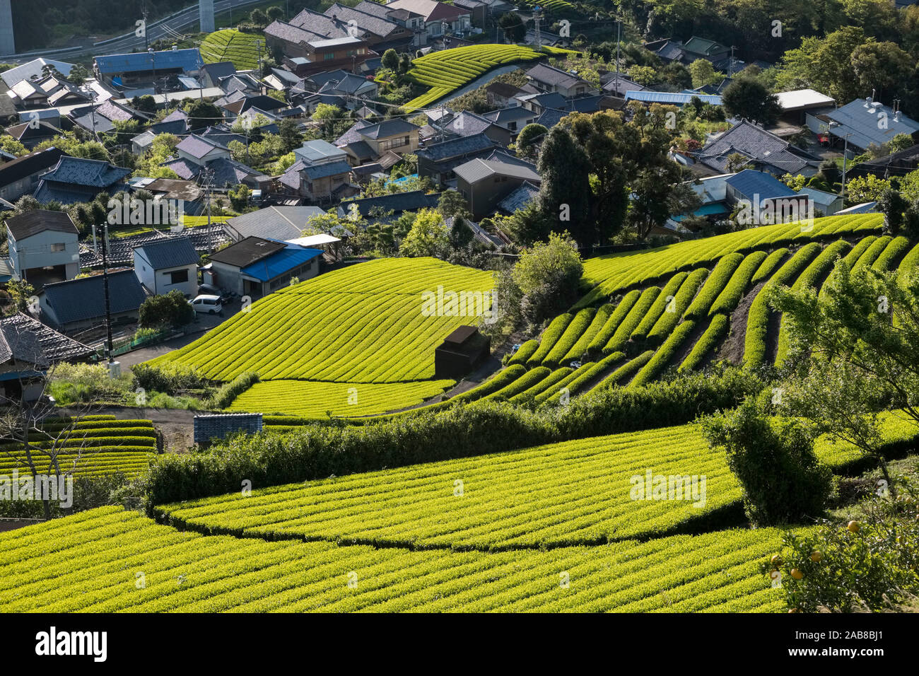 Japan, Fuji, Yoshiwara, Shizuoka Prefecture: tea plantation and village ...