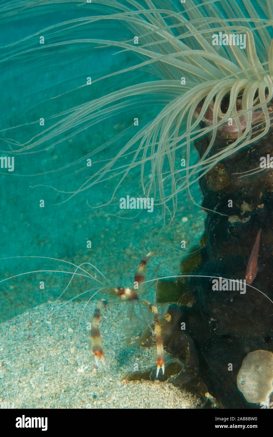 Reef cleaning stations hi-res stock photography and images - Alamy