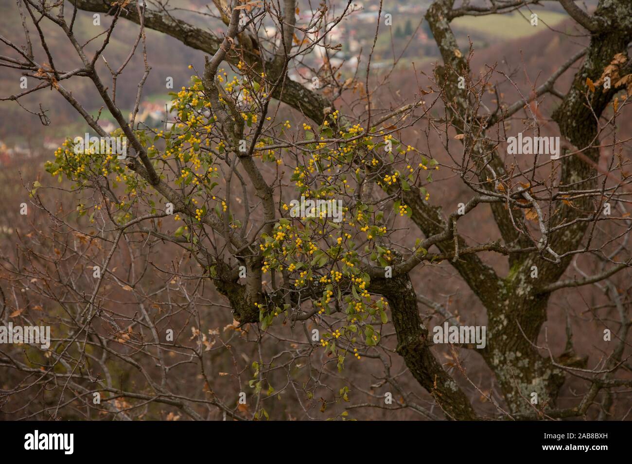 Loranthus europaeus on the mature oak tree, Slovakia Stock Photo - Alamy
