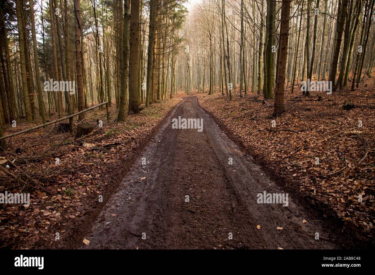 Wet forestry hi-res stock photography and images - Alamy