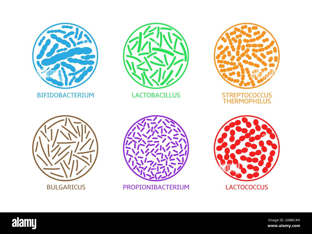 Probiotic bacterium Cut Out Stock Images & Pictures - Alamy