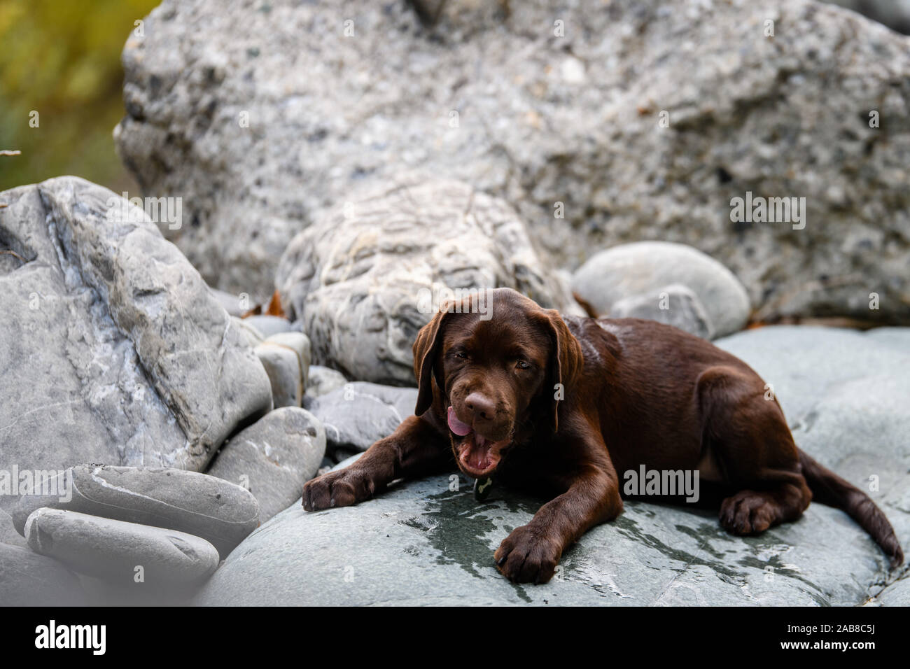 Playful brown puppy enjoying the lovely weather while running through ...