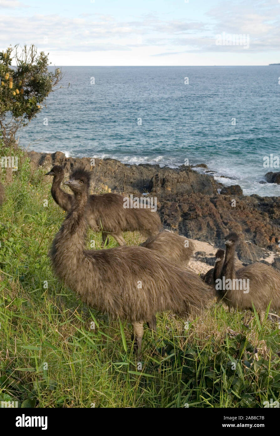 Emus (Dromaius novaehollandiae), flightless and endemic to Australia ...