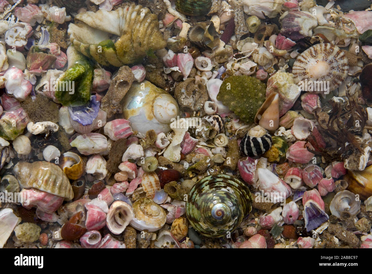 A variety of shells and coral skeleton remains, forming what marine ...