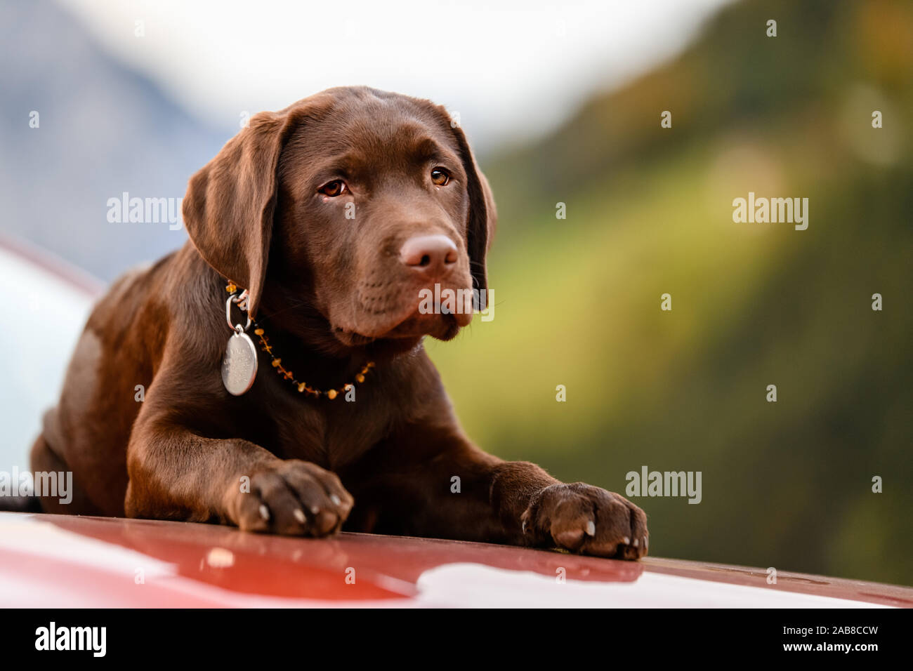 Playful brown puppy enjoying the lovely weather while running through ...