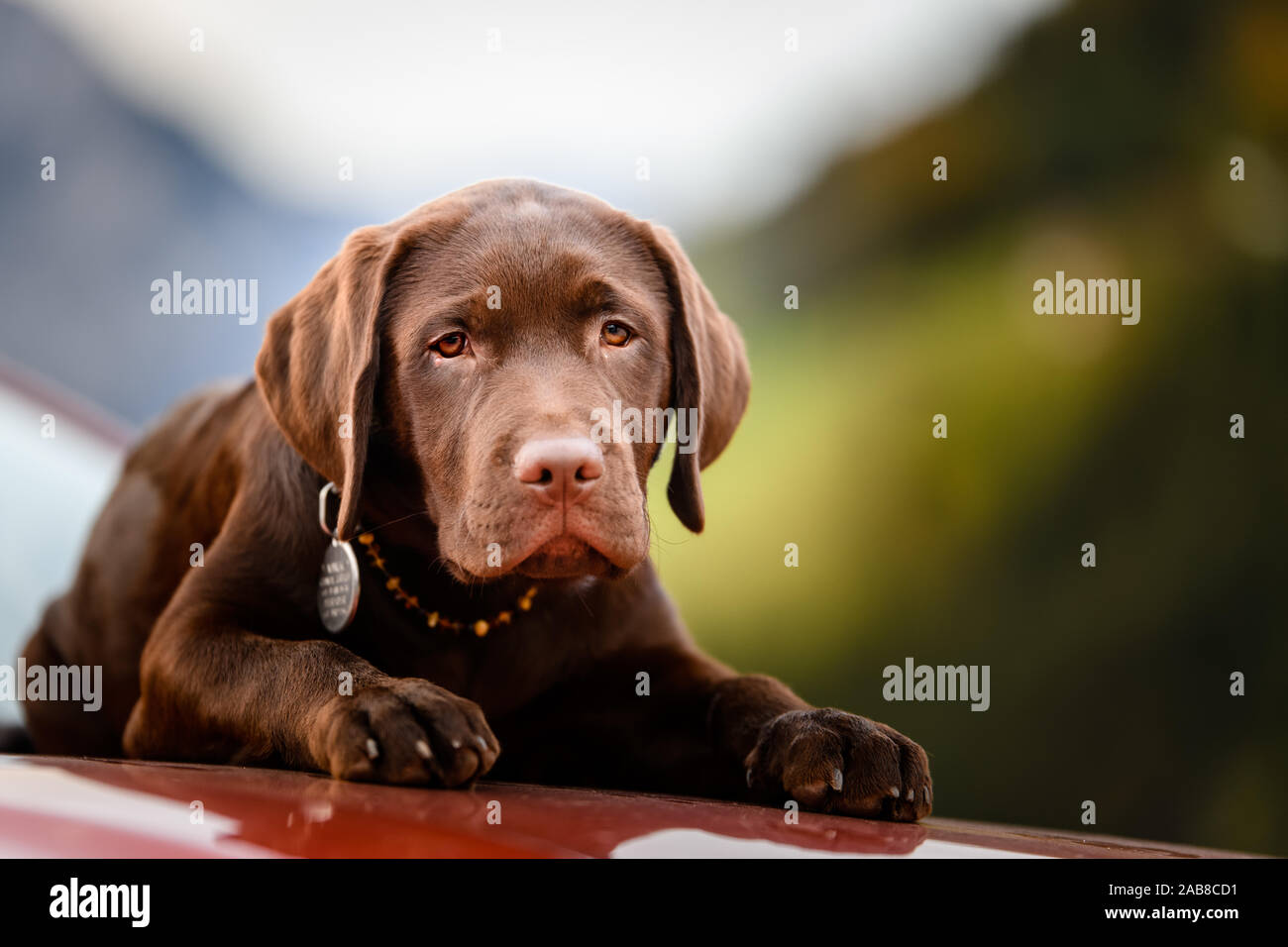 Playful brown puppy enjoying the lovely weather while running through ...
