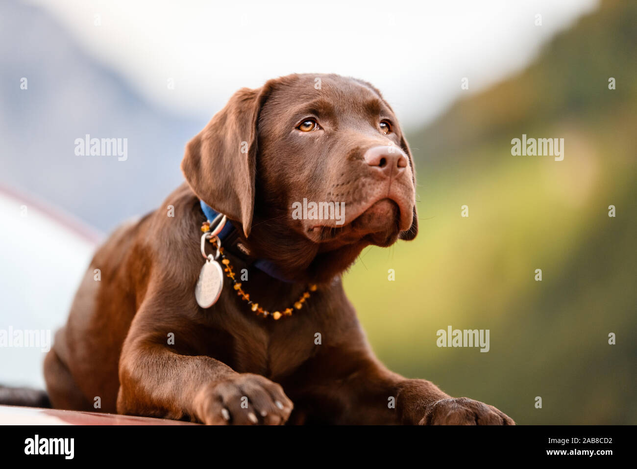 Playful brown puppy enjoying the lovely weather while running through ...
