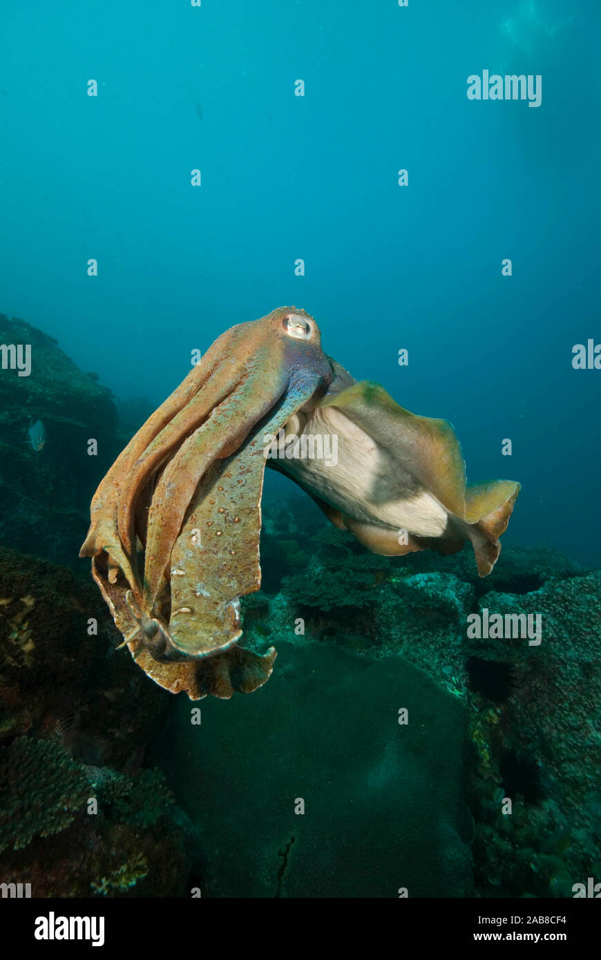 Endemic period hi-res stock photography and images - Alamy