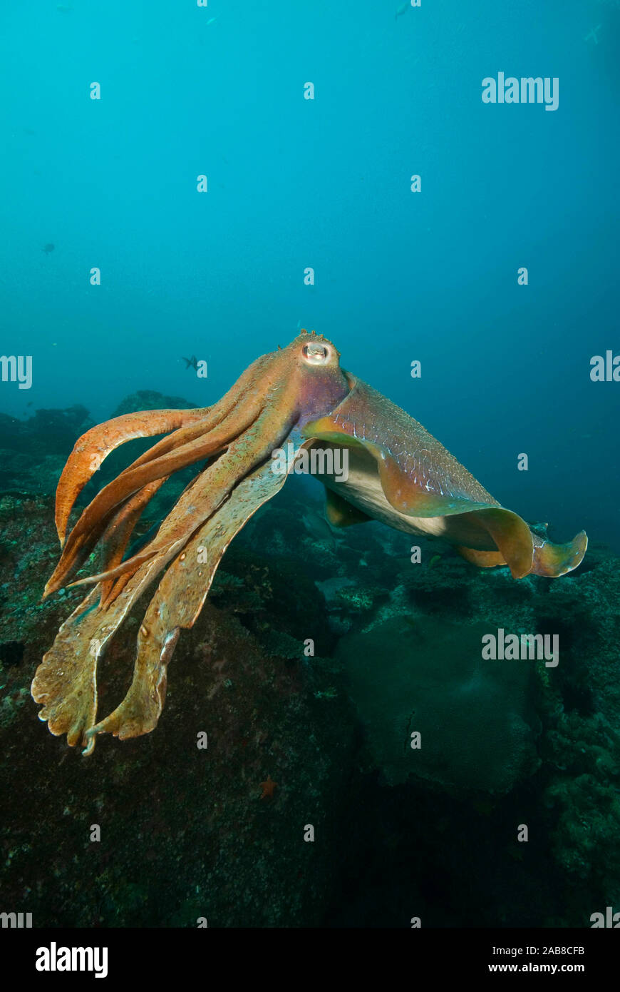 Endemic period hi-res stock photography and images - Alamy