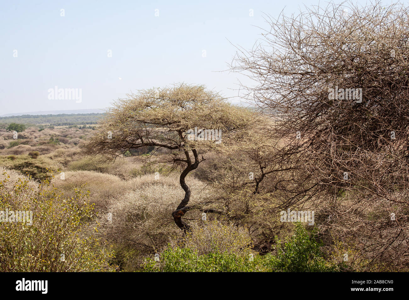 Acacia trees, scrub and undergrowth in the Ndutu region of Tanzanian ...