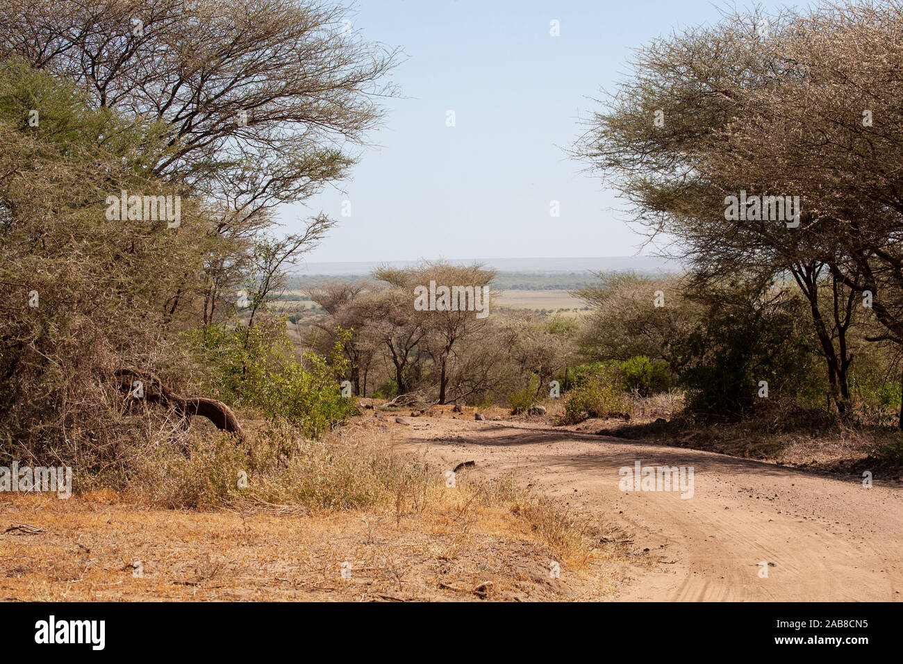 Acacia trees, scrub and undergrowth in the Ndutu region of Tanzanian ...