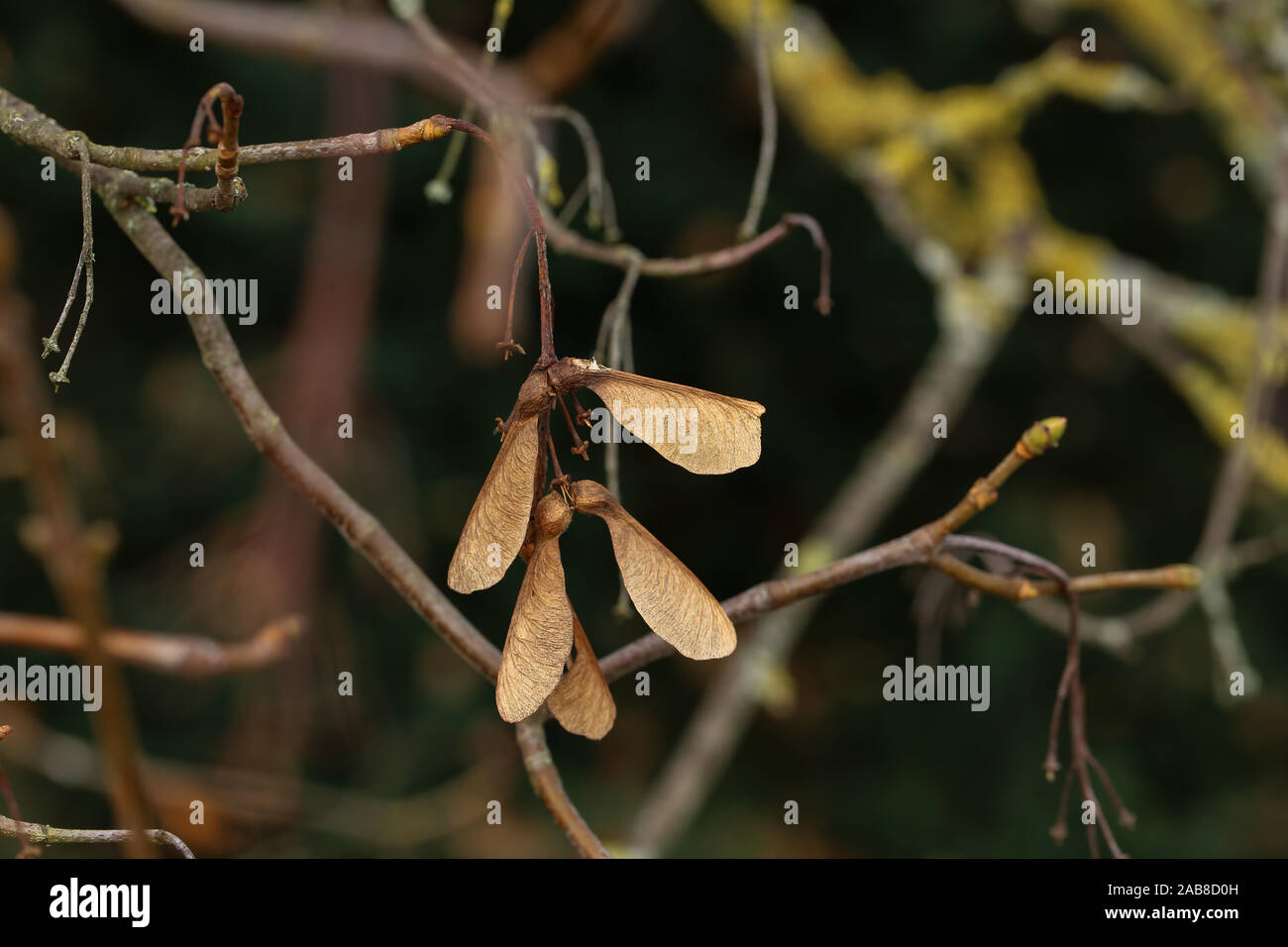 dry maple seeds hanging on a branch in the autumn season Stock Photo ...