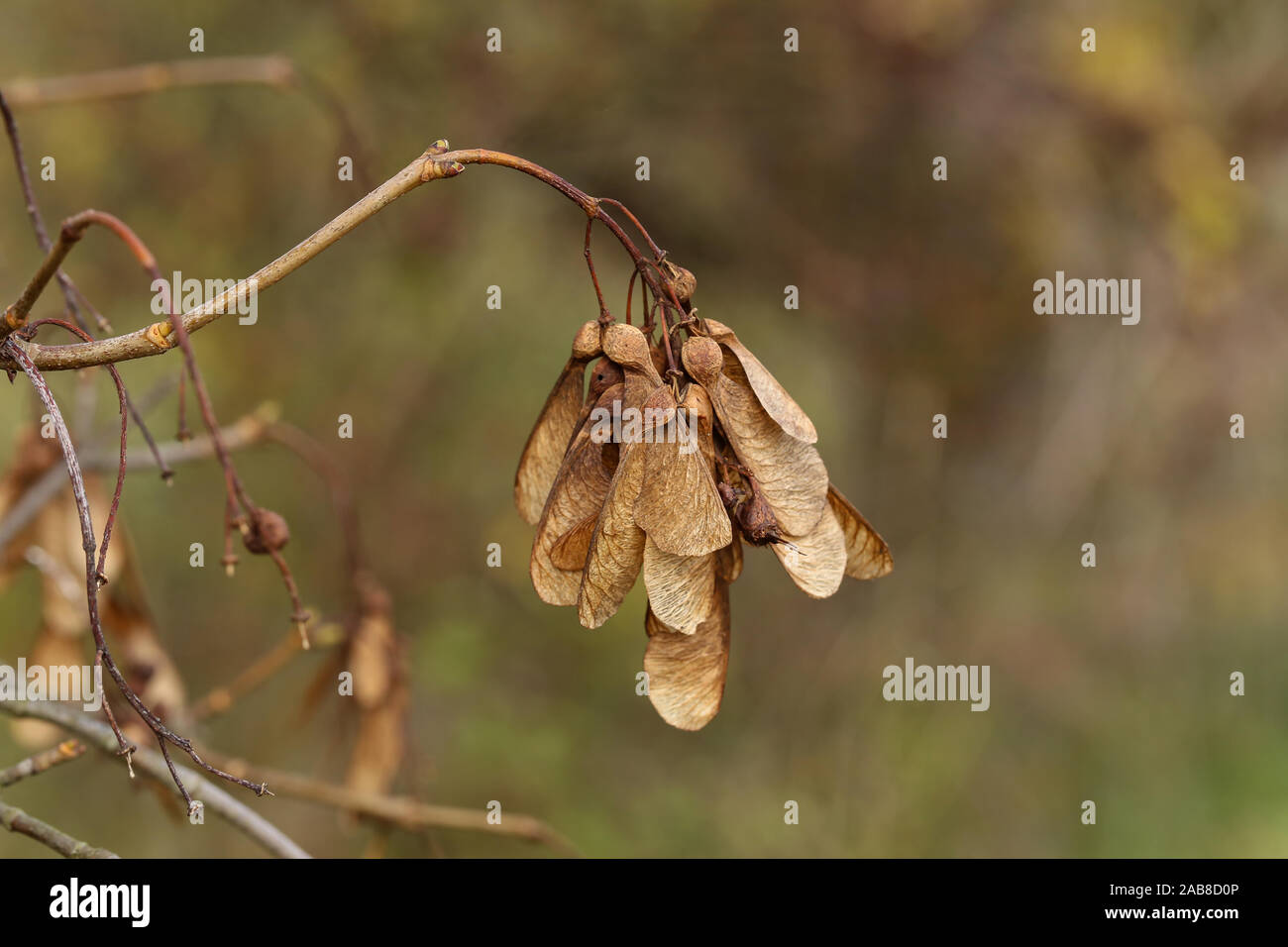 dry maple seeds hanging on a branch in the autumn season Stock Photo ...