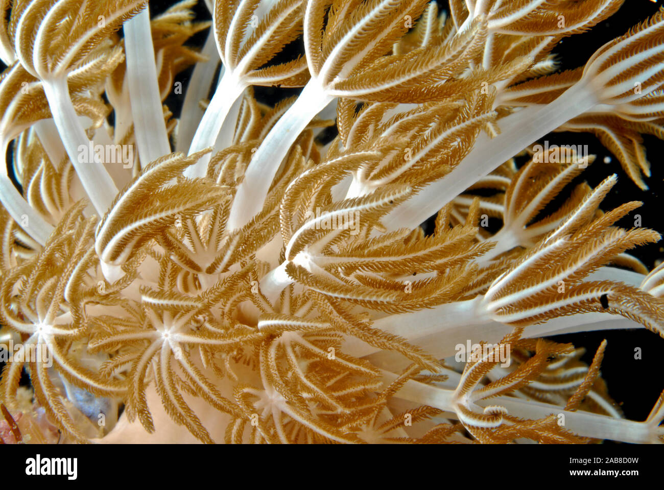 Xenia actuosa hi-res stock photography and images - Alamy