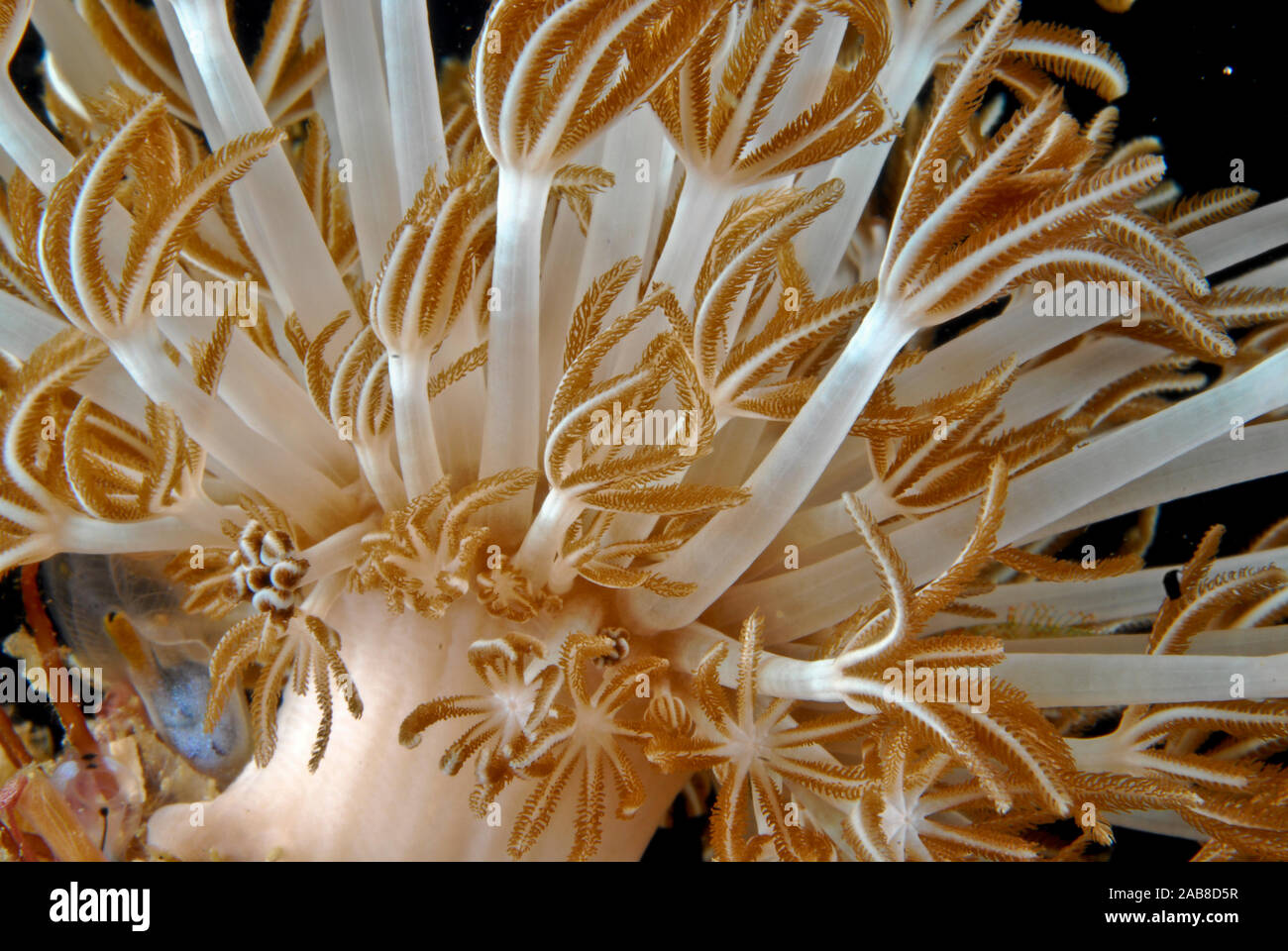 Soft coral (Xenia cf. actuosa), long tubular polyps with tentacles that ...