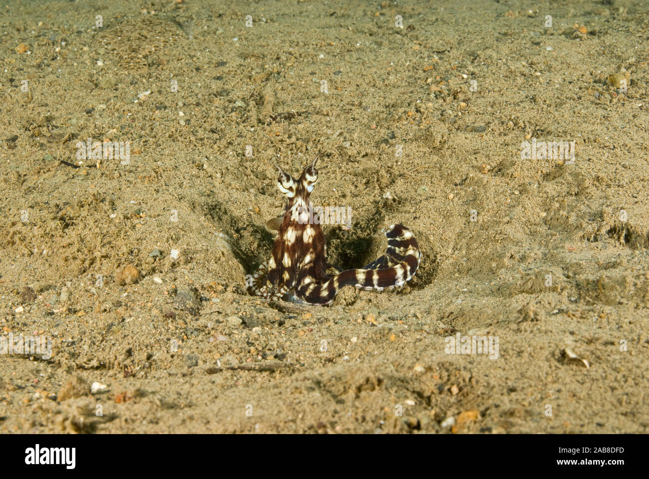 Mimic octopus (Thaumoctopus mimicus), a long-armed octopus that lives ...