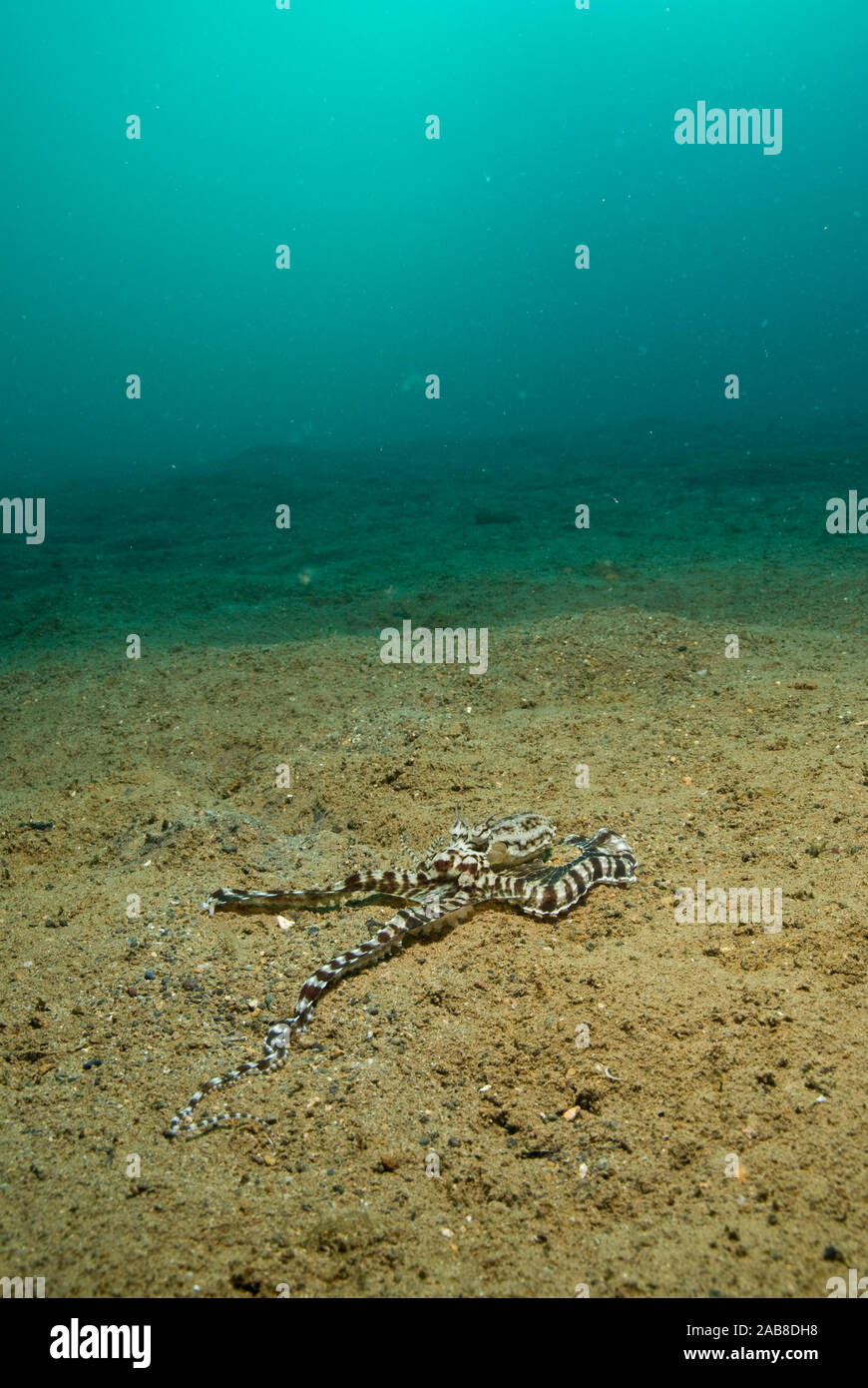 Mimic Octopus Gif