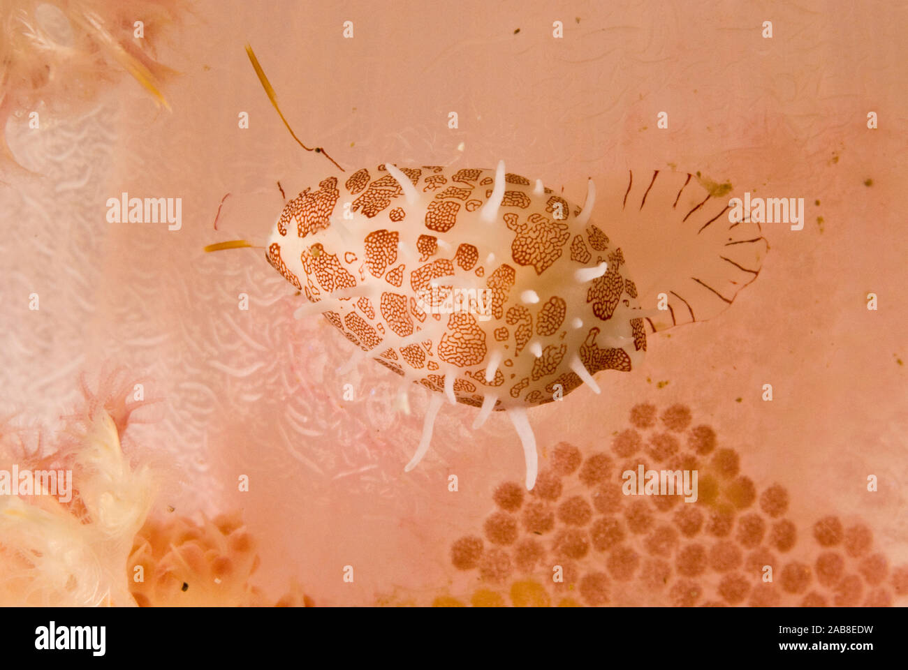 Egg cowrie (Diminovula alabaster), lives and feeds on the soft coral ...