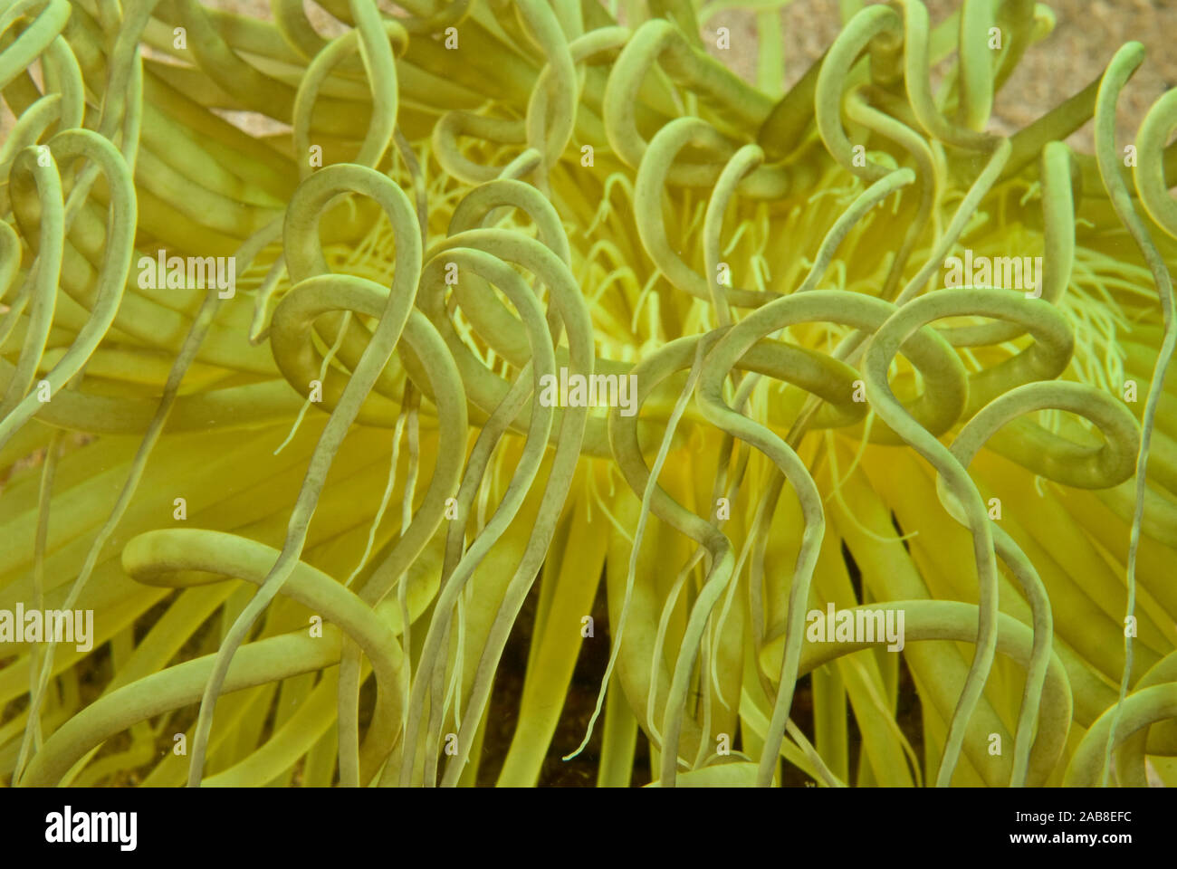 Tube anemone ( unidentified sp. (Ceriantharia)), colourful tentacles ...