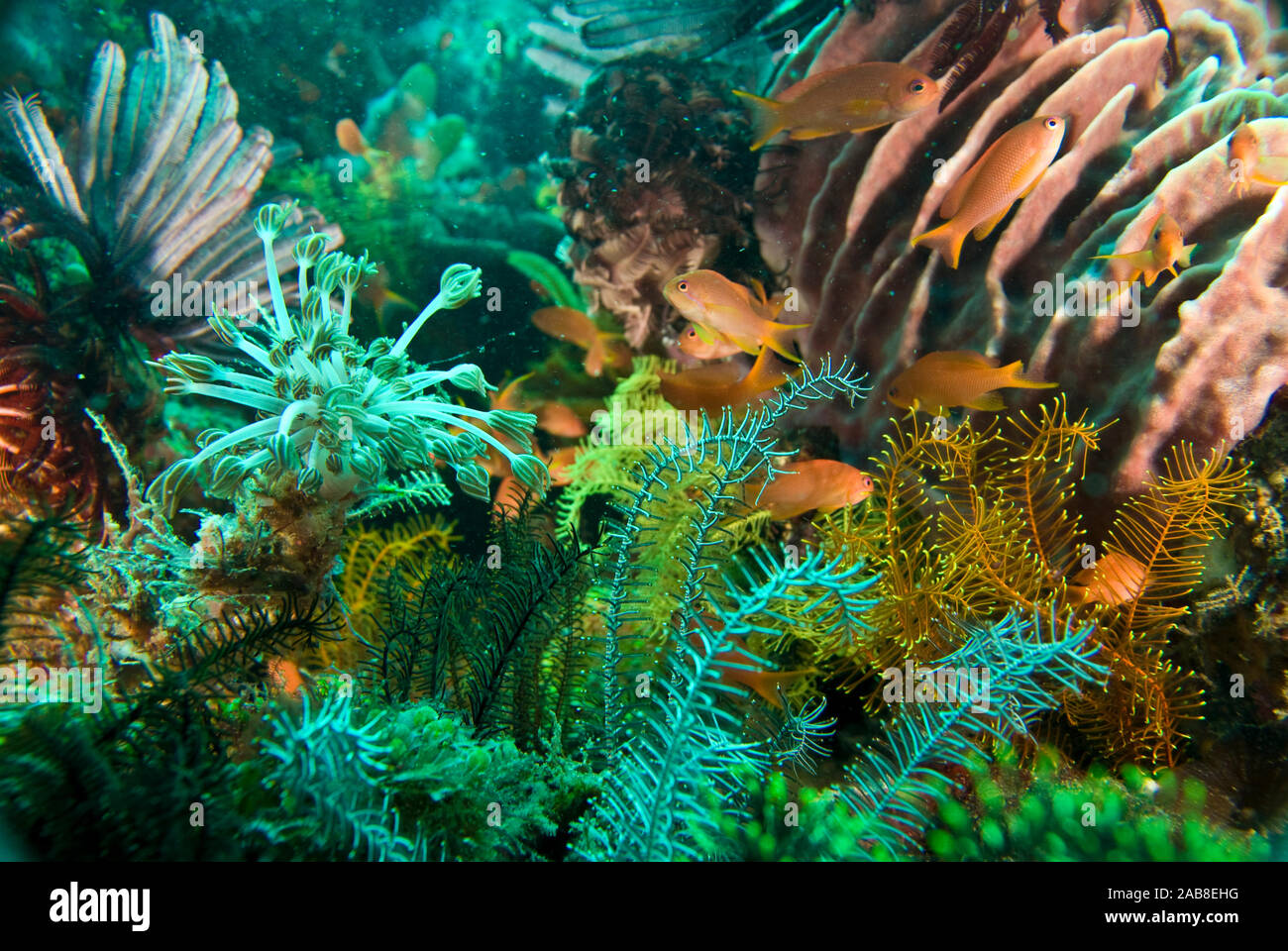 Coral reef with coloured soft corals hi-res stock photography and ...