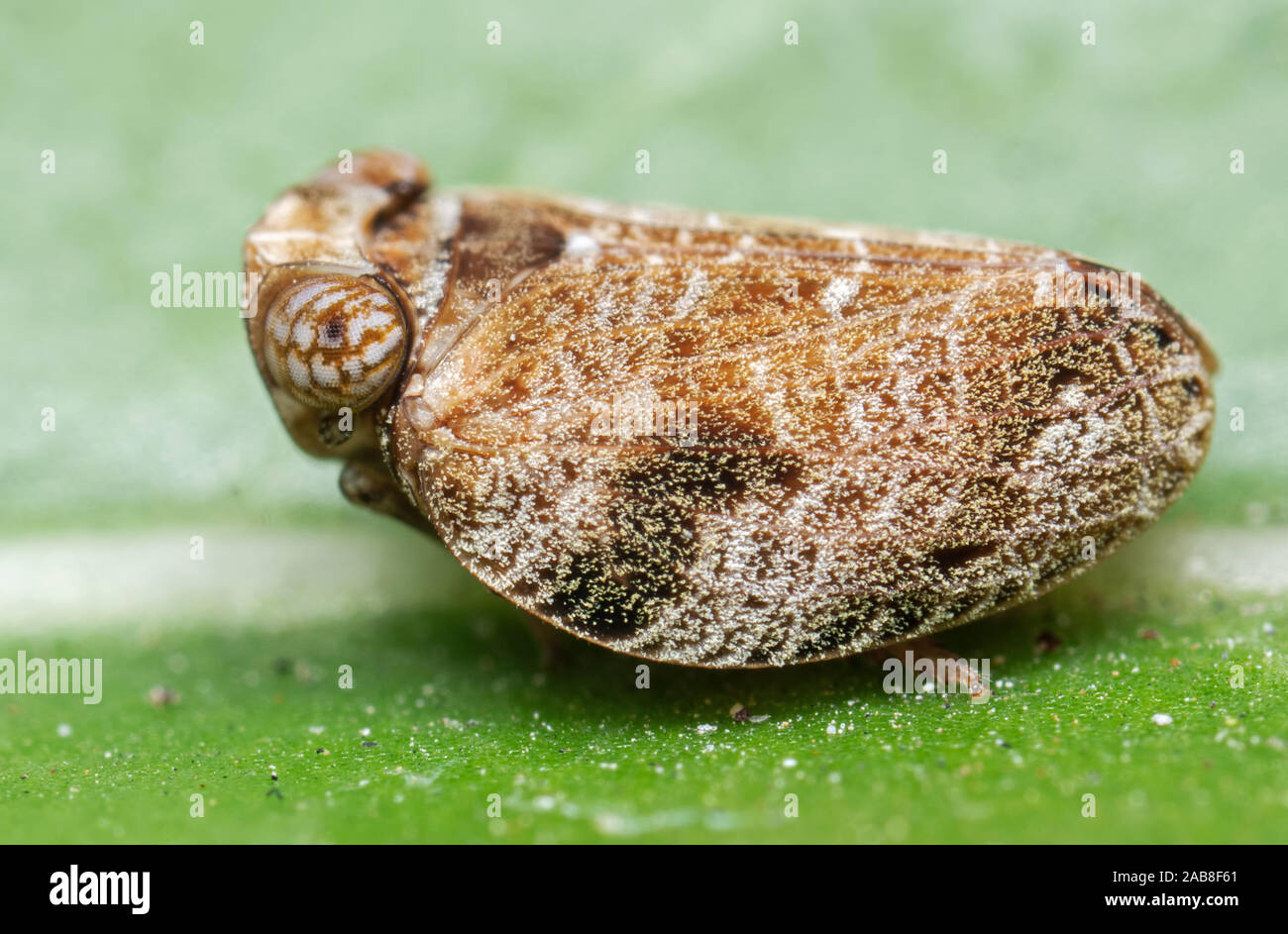 Macro Photography of Planthopper on Green Leaf Stock Photo - Alamy