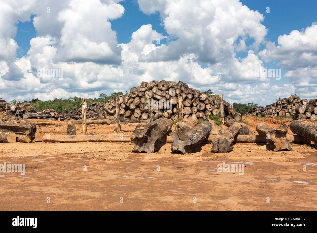 Many tree trunks cut from illegal deforestation of the Amazon rainforest, Amazonas, Brazil ...