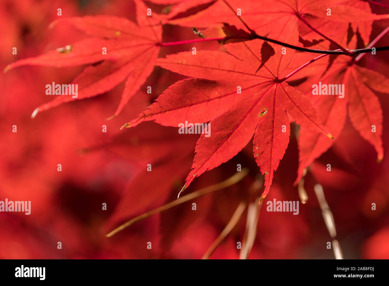 Beautiful brilliantly red Autumn foliage of a Japanese maple tree at ...