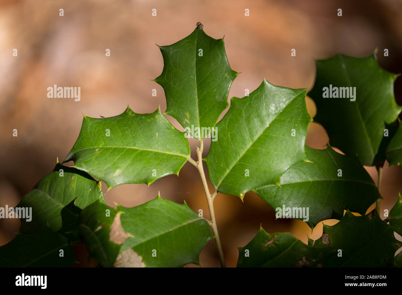 American holly tree hi-res stock photography and images - Alamy