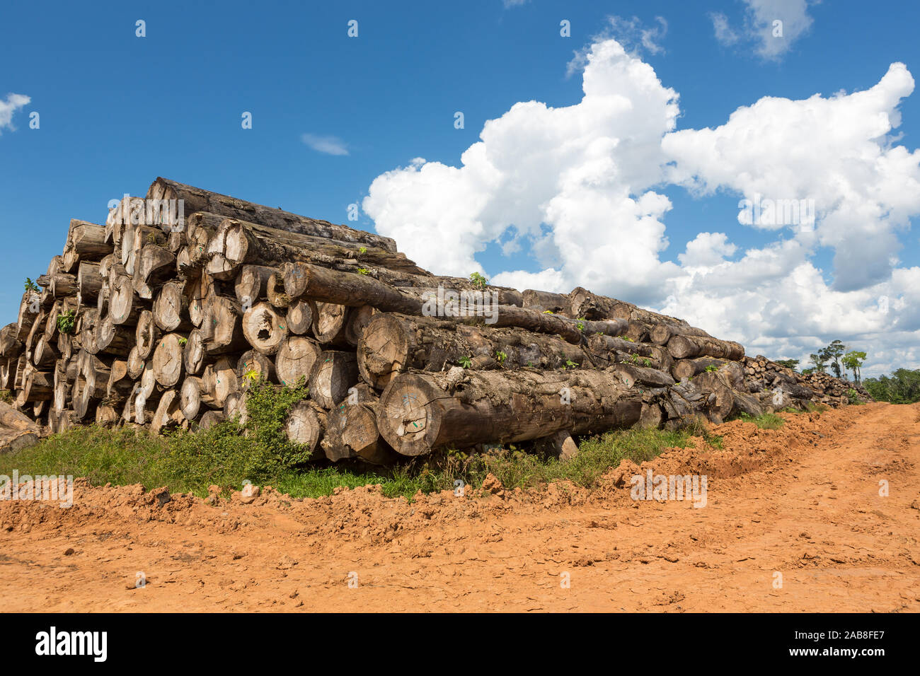 Giant tree trunks cut from deforestation in the Amazon rainforest. Tons of illegal logging wood ...