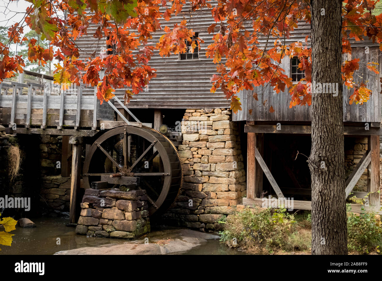 A vivid display of the autumn white oak foliate in front of the old ...