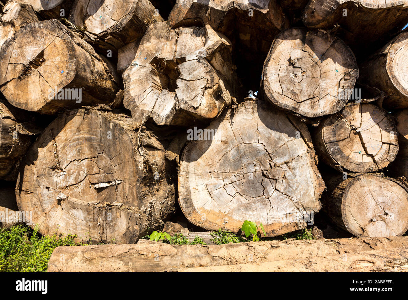 Closeup of deforestation cut giant tree trunks from the Amazon rainforest. Tons of illegal ...