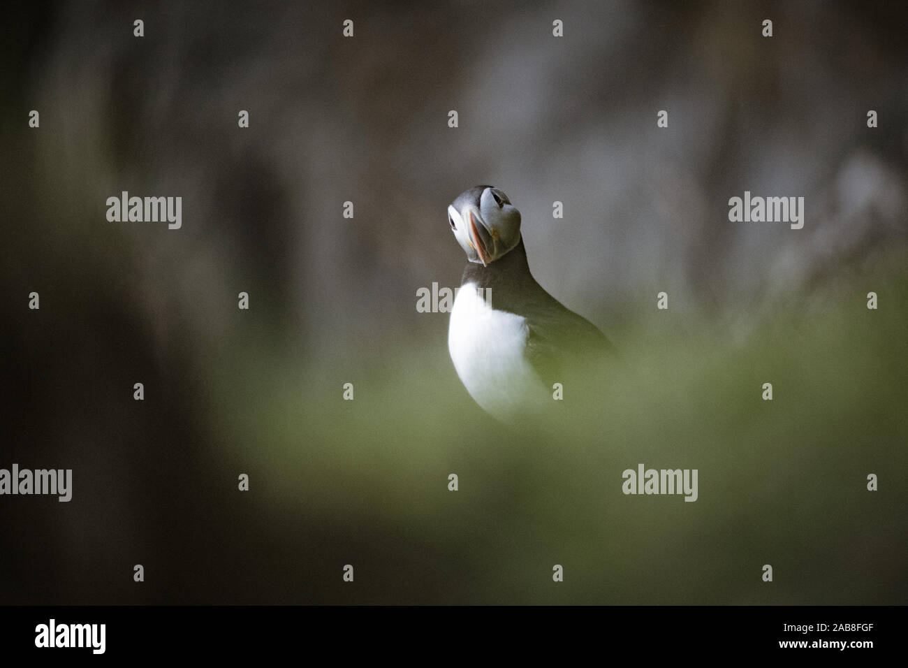 Atlantic puffin (Fratercula arctica) in Vagar island, Faroe Islands ...