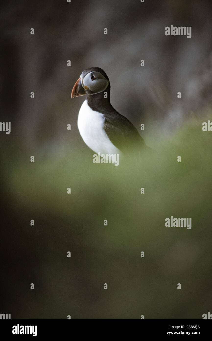 Atlantic puffin (Fratercula arctica) in Vagar island, Faroe Islands ...