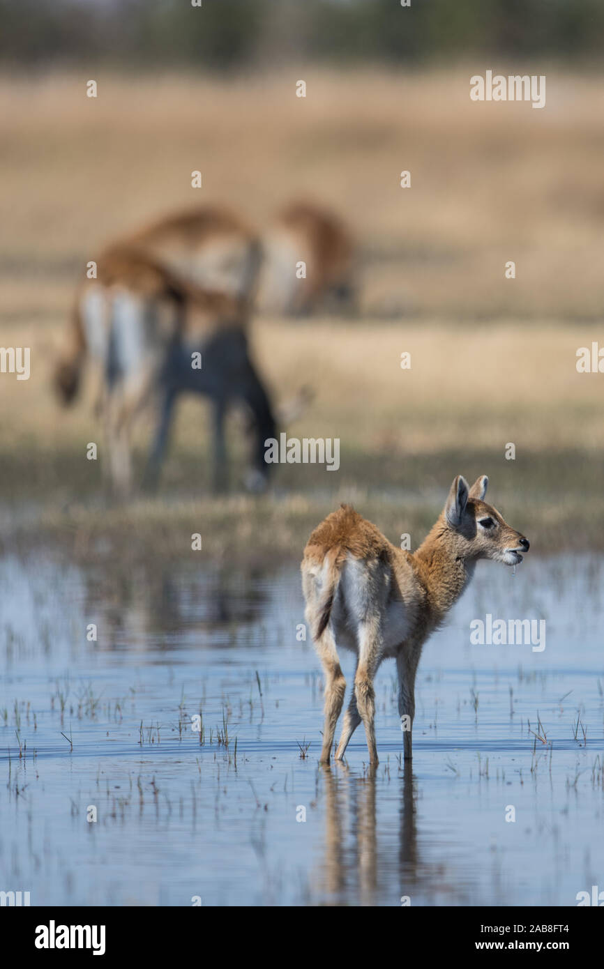 Red lechwe herd with young calf in Moremi NP (Bodumatau area), Botswana ...
