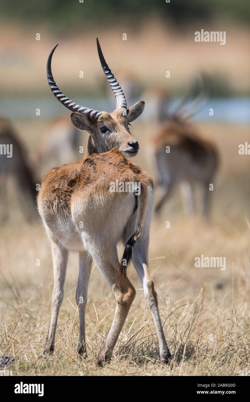 Deer red lechwe kobus leche hi-res stock photography and images - Alamy