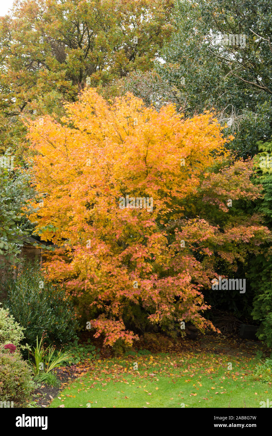 Maple tree with autumn leaves hi-res stock photography and images - Alamy