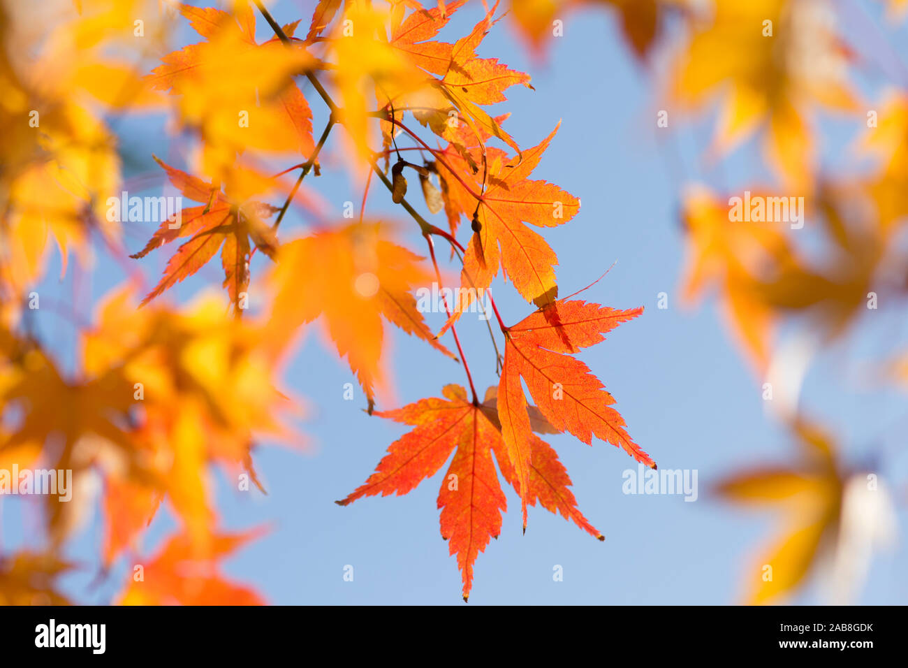 detail of red and gold autumn coloured leaves of Acer palmatum Japanese ...