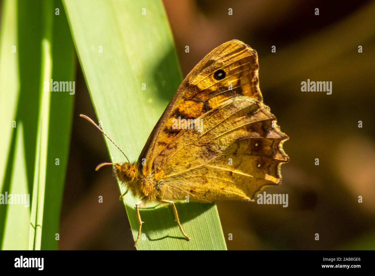 Pararge aegeria, Speckled Wood Butterfly Stock Photo - Alamy