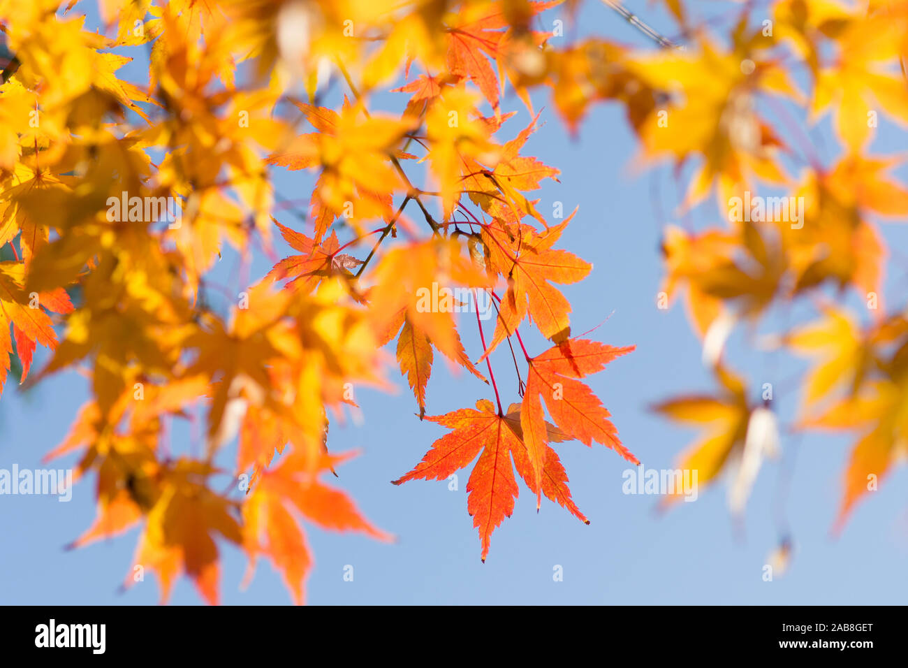 Orange and gold sky hi-res stock photography and images - Alamy