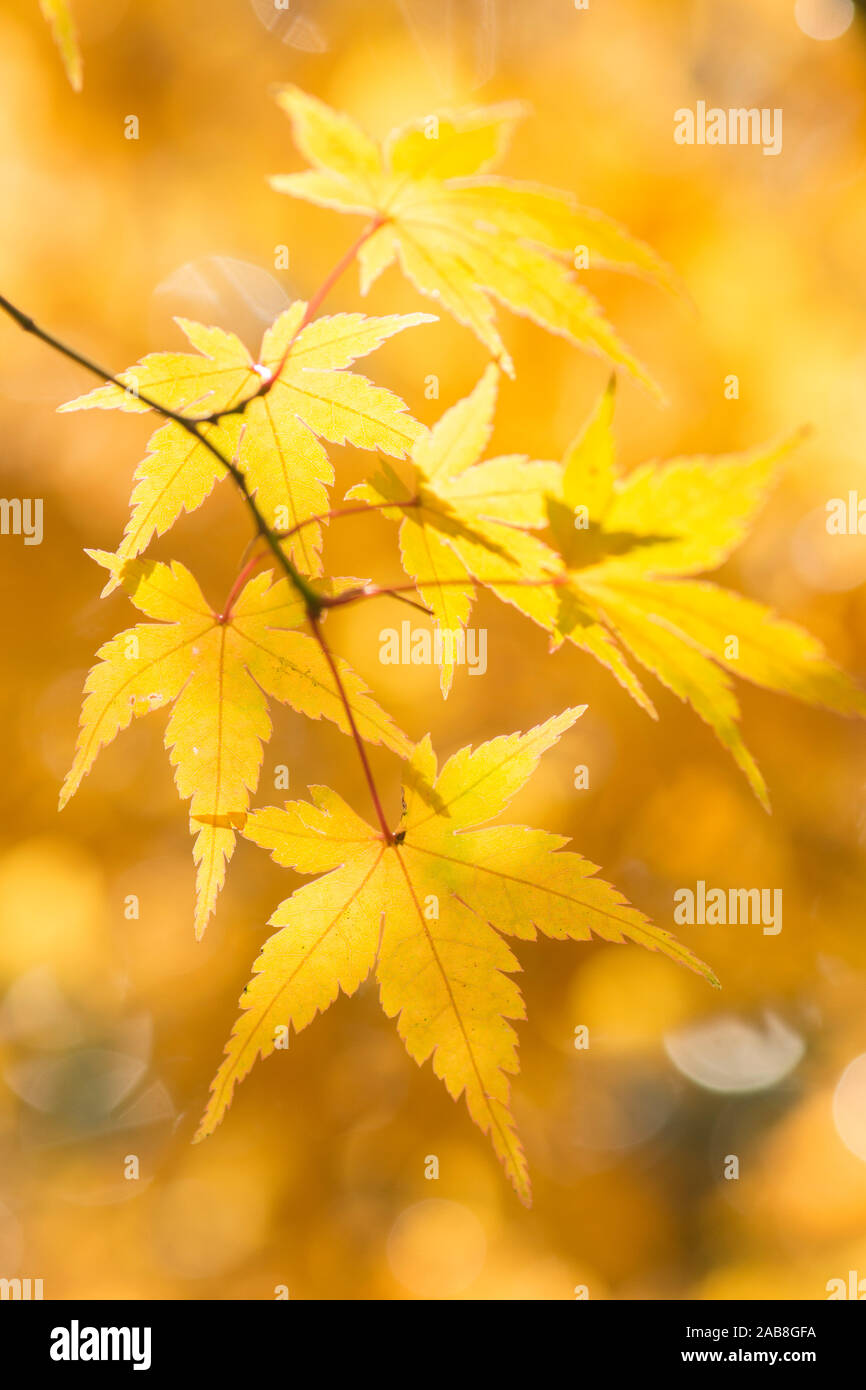 detail of yellow autumn coloured leaves of Acer palmatum Japanese maple ...