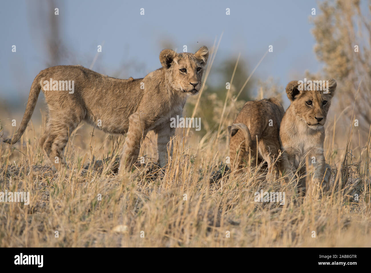 Marsh pride of lions hi-res stock photography and images - Alamy