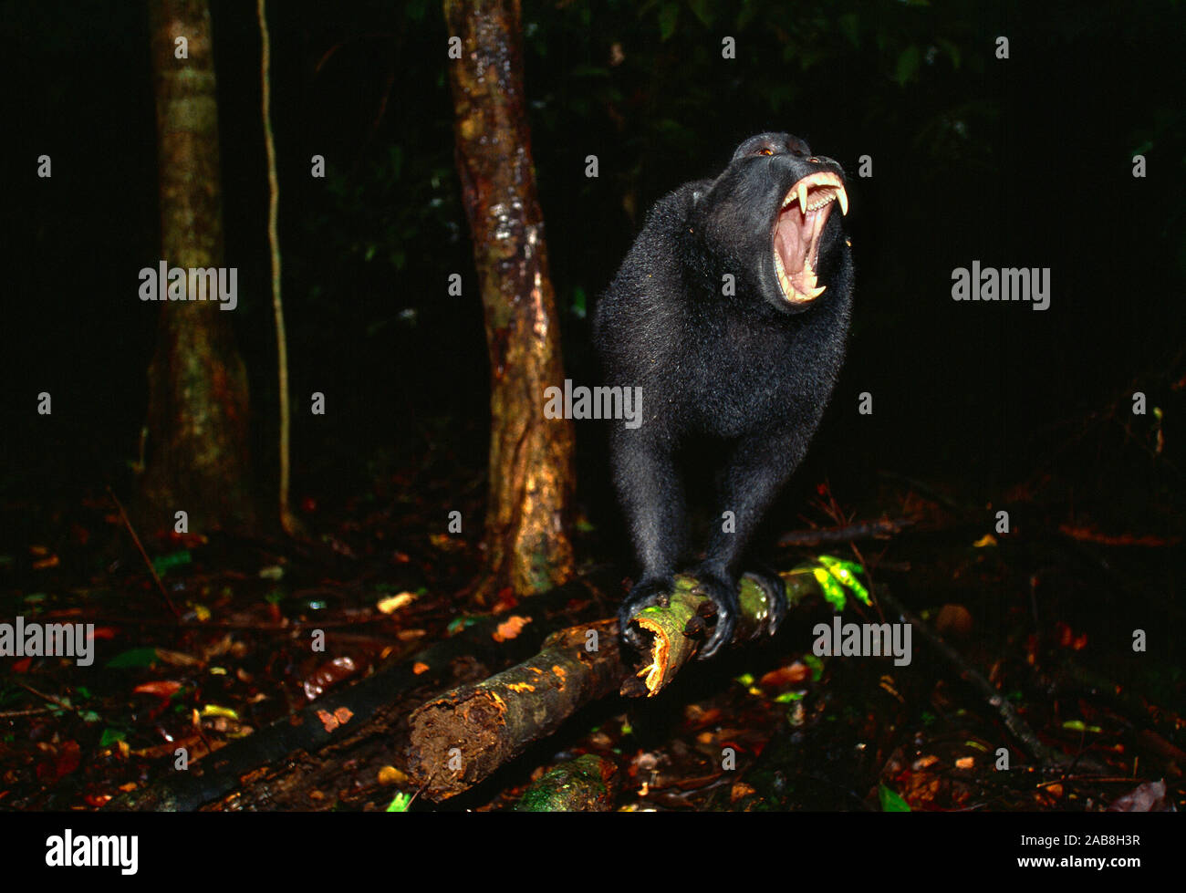 Indonesia. Sulawesi. Wildlife. Tangkoko national park. Macaque monkey ...