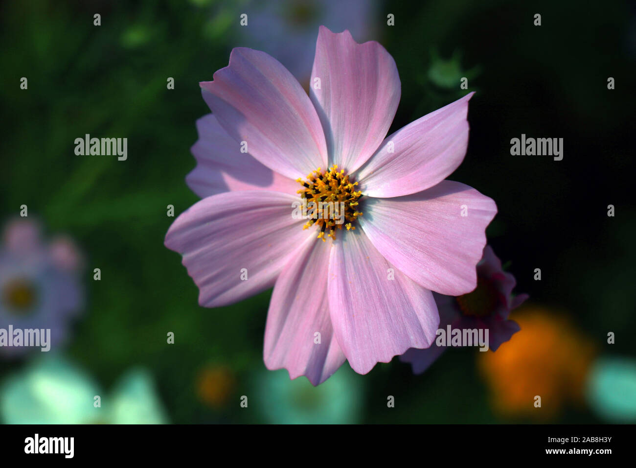 Beautiful purple Cosmos flowers in the garden. Violet flowers pictures ...