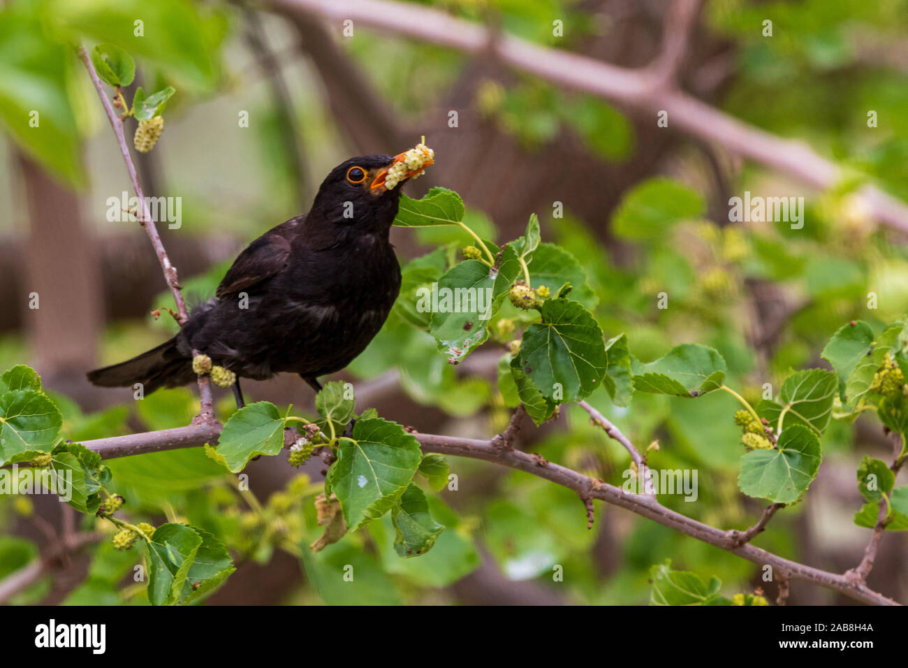 Turdus merula, Male Blackbird Eating Fruit in a Mulberry Tree Stock ...