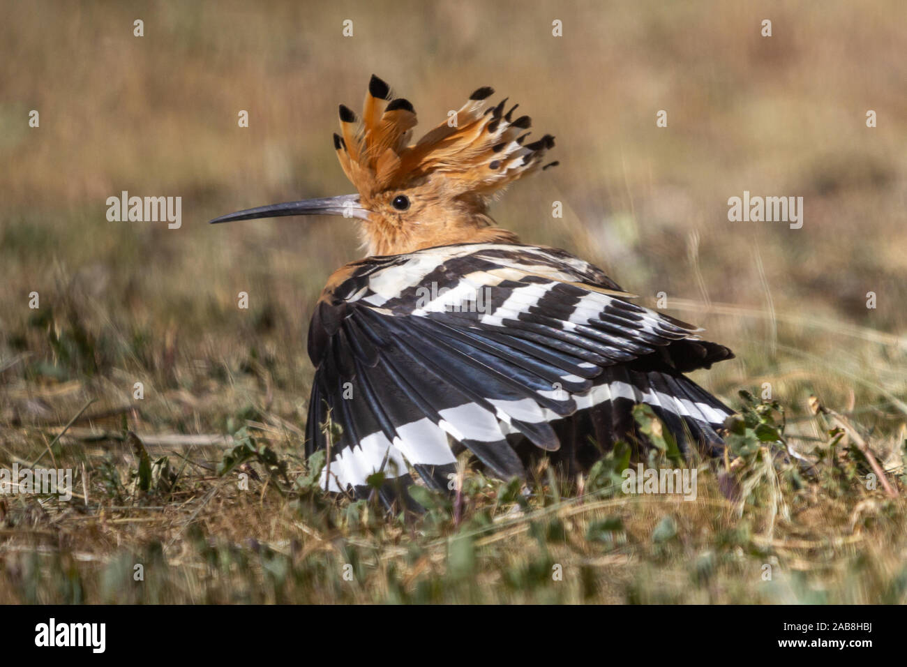 Black and white hoopoes hi-res stock photography and images - Alamy